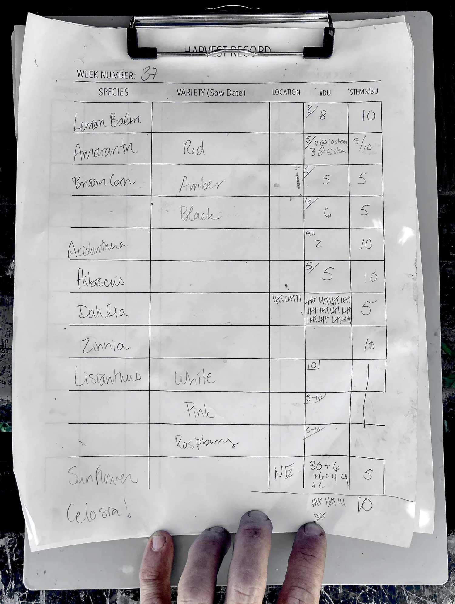 Our Cut Flower Harvest and Yields in 2022 — Artemis Flower Farm