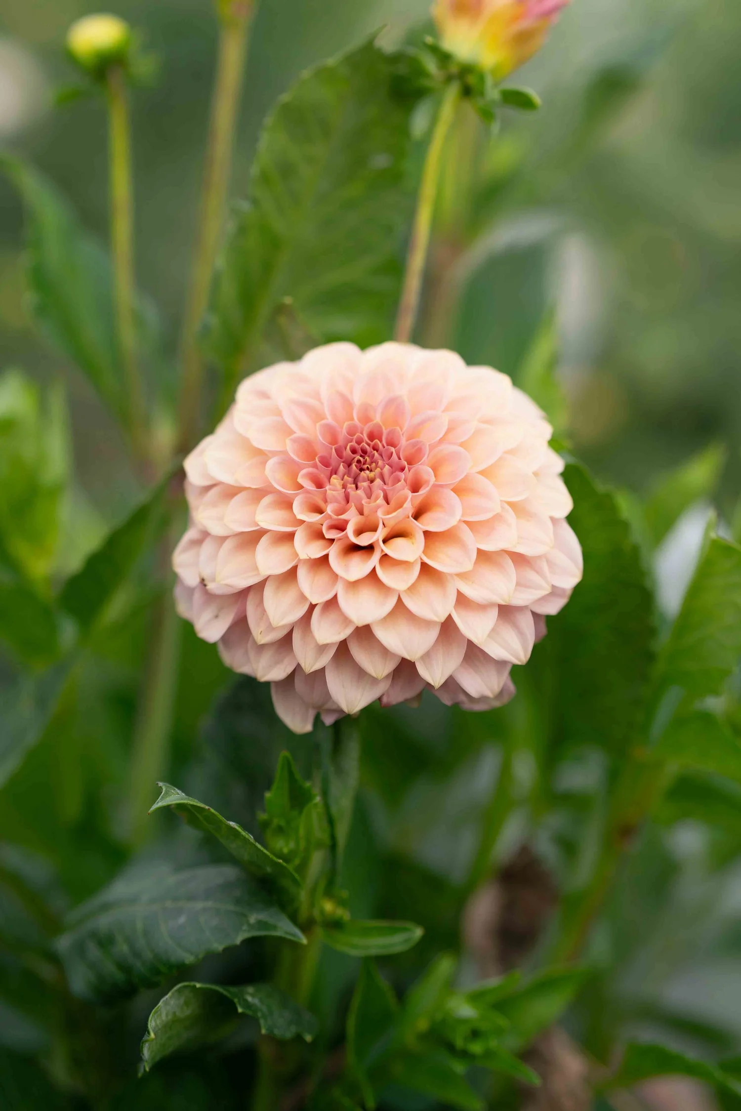 Artemis Flower Farm