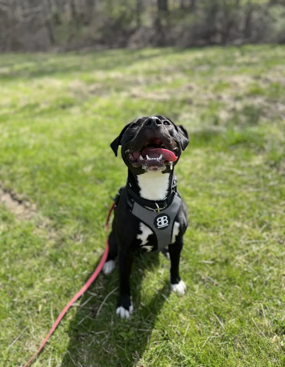 Black Dog Behavior and Training - Delaware Dog Trainers