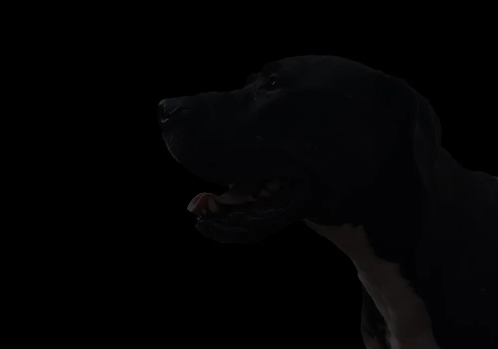 Black Dog Behavior and Training - Delaware Dog Trainers