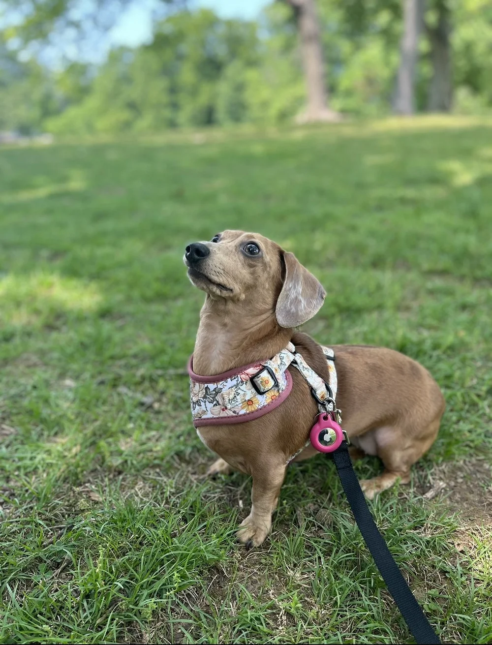 Black Dog Behavior and Training - Delaware Dog Trainers