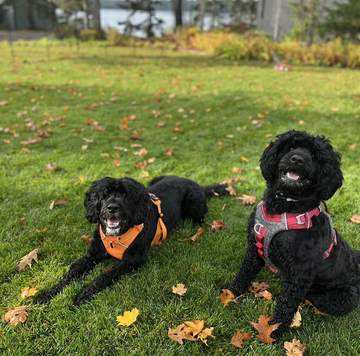 Black Dog Behavior and Training - Delaware Dog Trainers