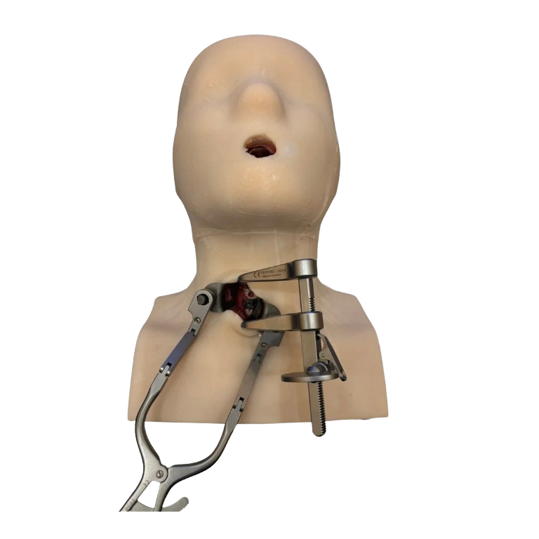 Viomerse Phantom Catalog | Synthetic Cadavers for Surgical Training ...