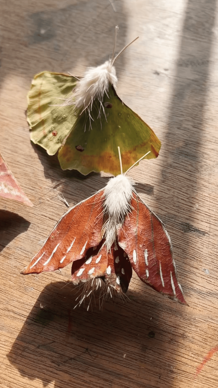 Autumn Leaves Moths — Amy Plante