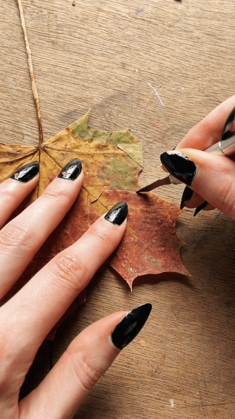 Autumn Leaves Moths — Amy Plante