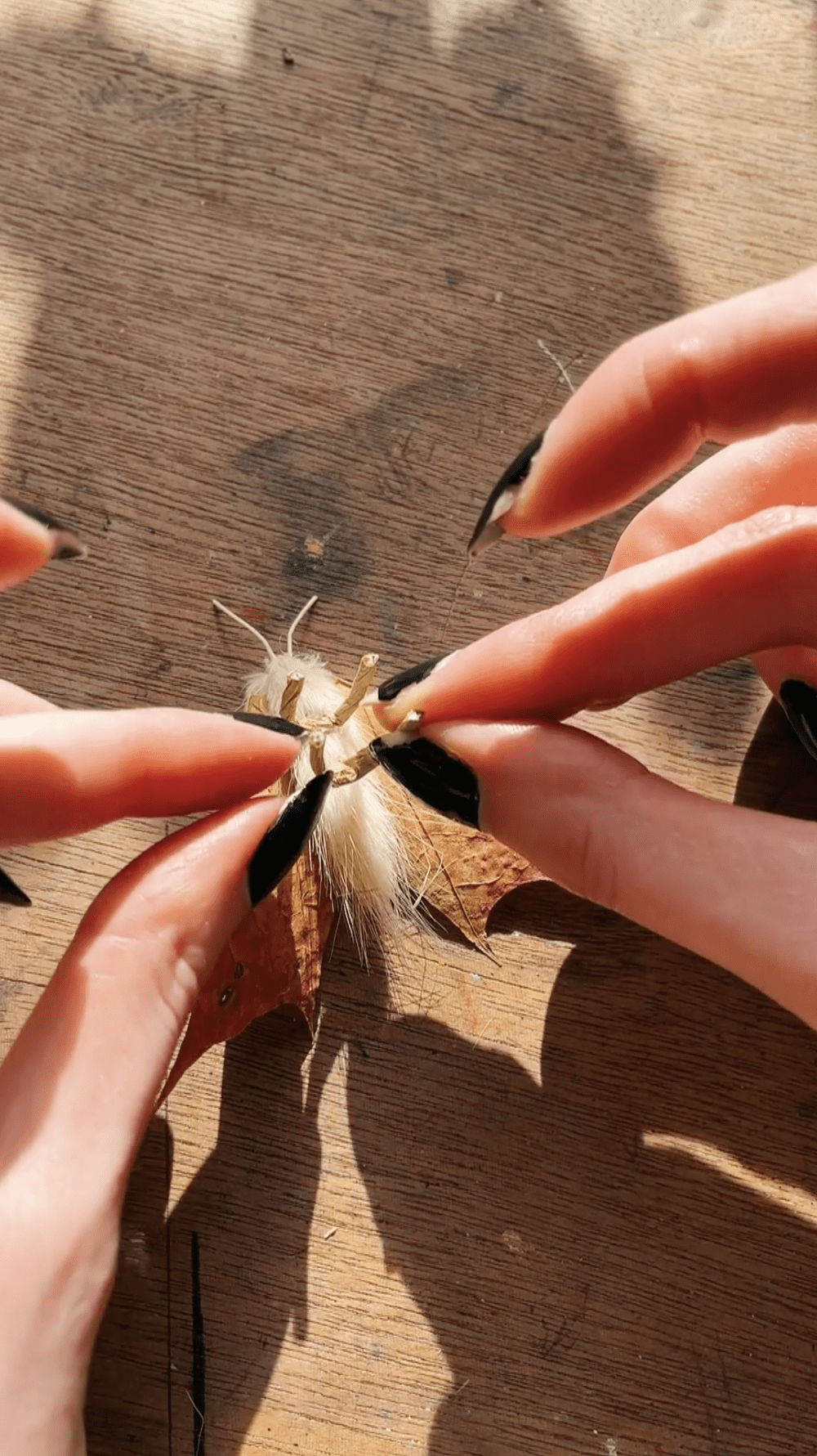 Autumn Leaves Moths — Amy Plante
