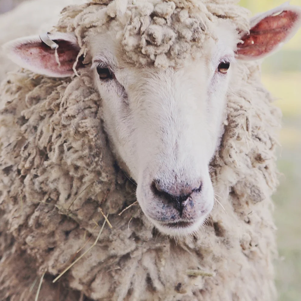 USDA and Custom Processing — The Cut Custom Processing