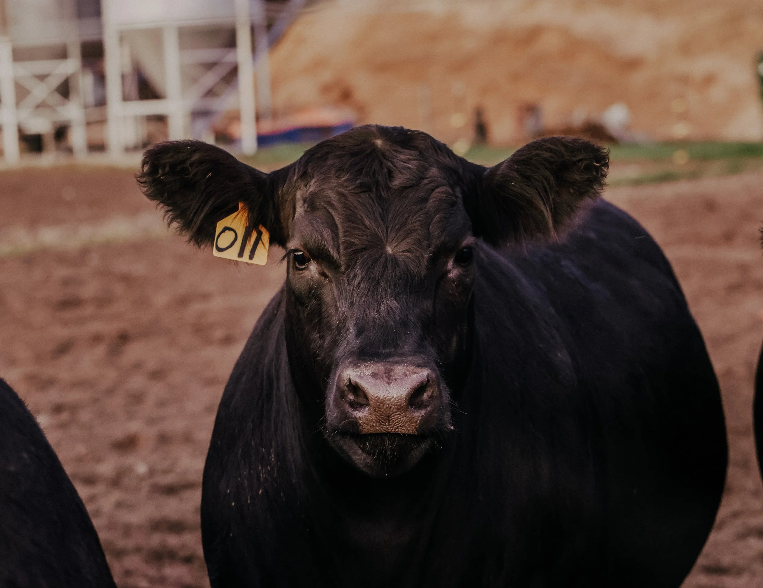 USDA and Custom Processing — The Cut Custom Processing