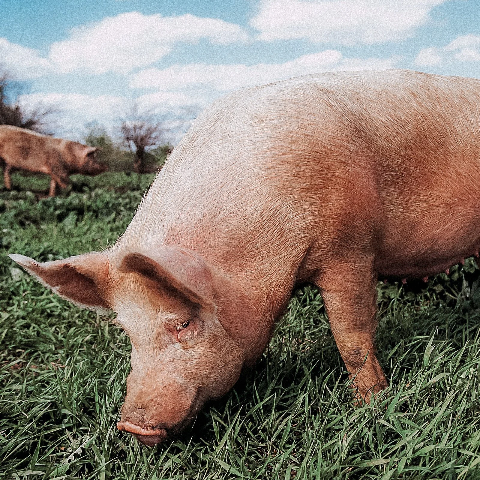 USDA and Custom Processing — The Cut Custom Processing