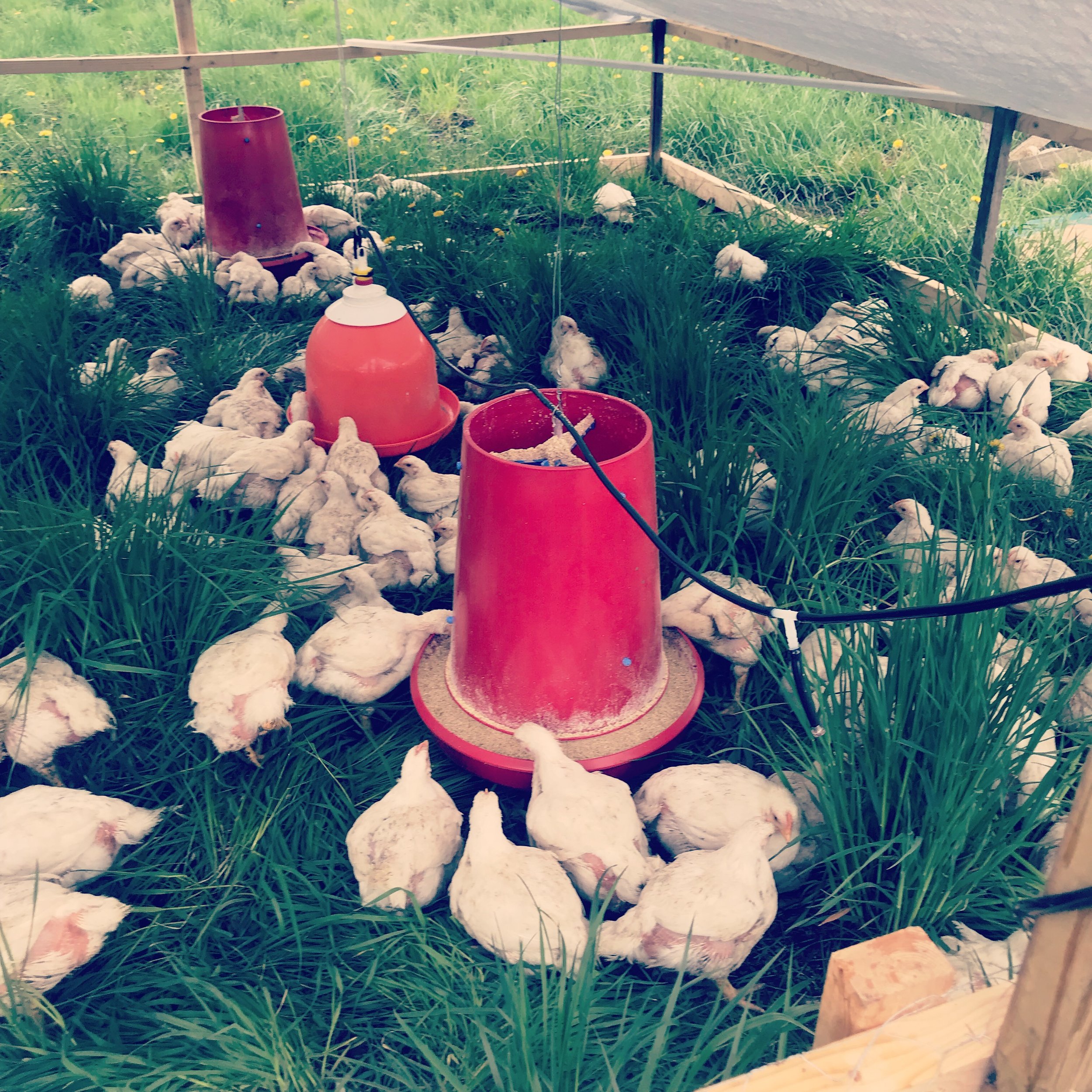 About — Bennett Farms