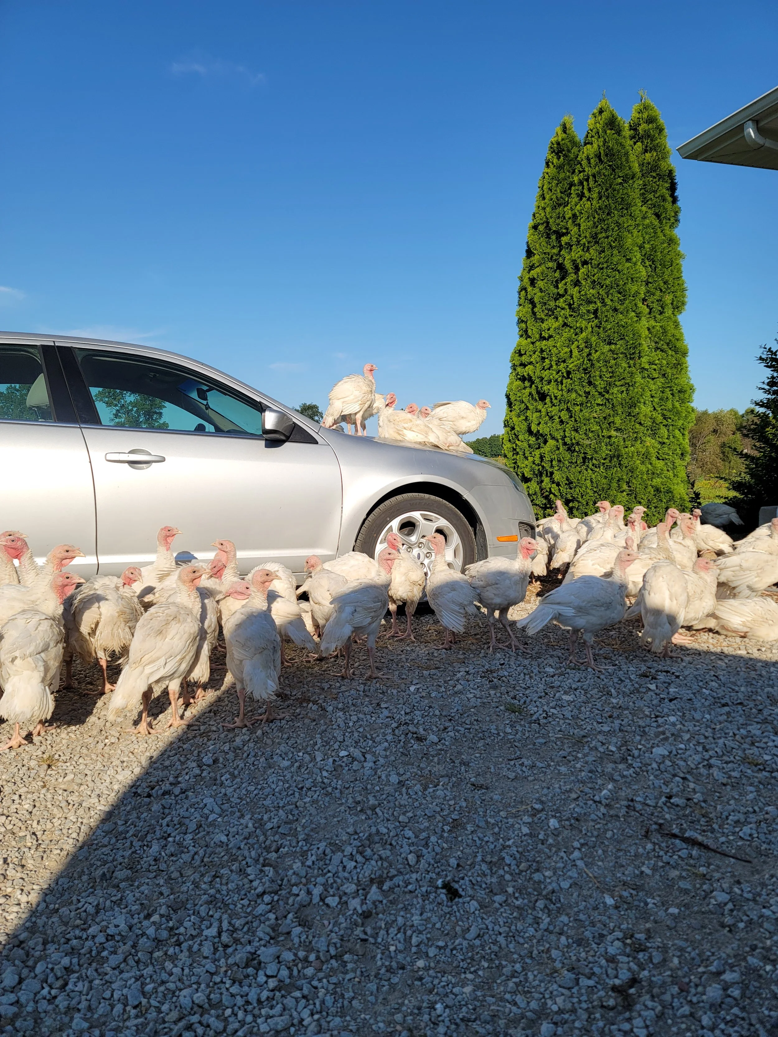 About — Bennett Farms