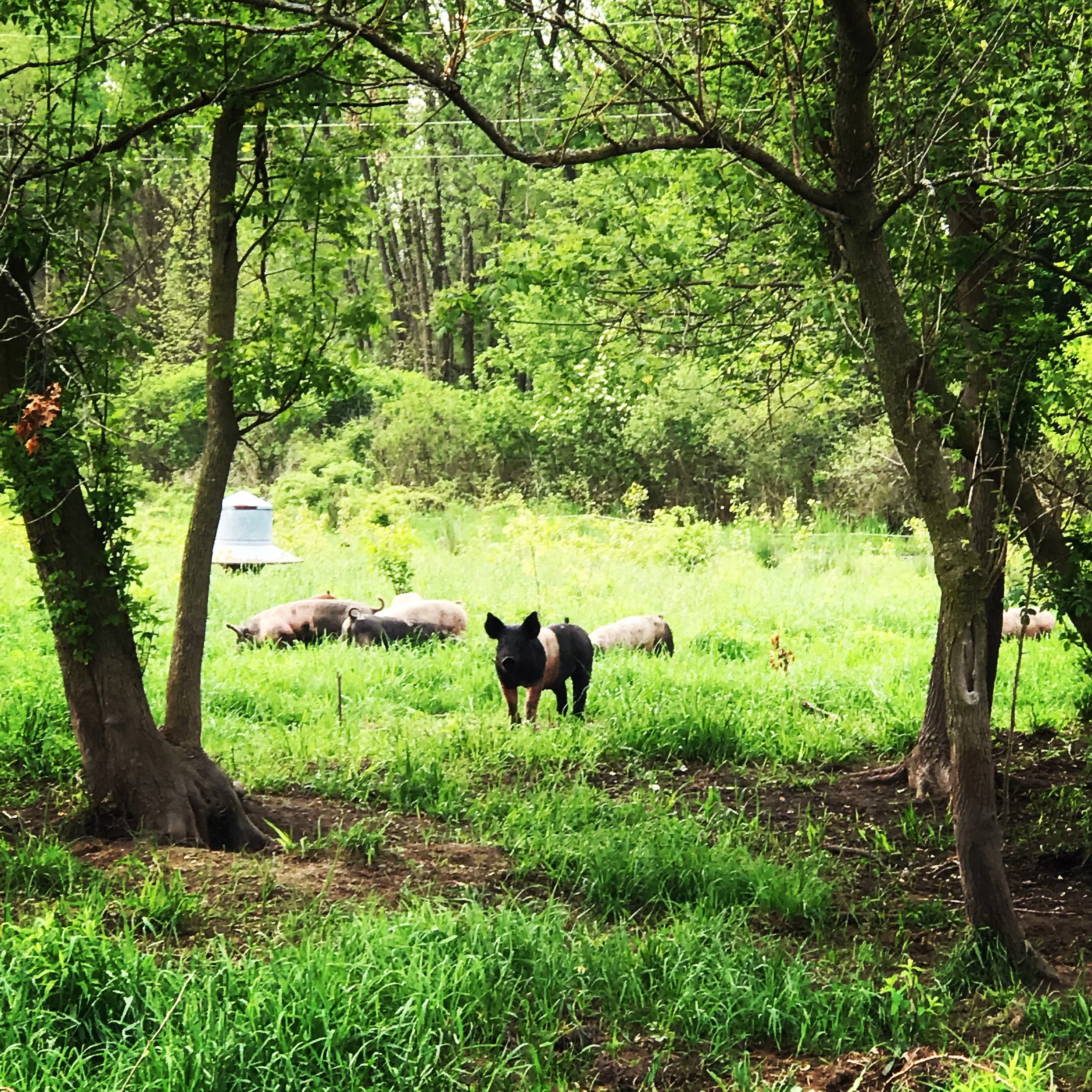 About — Bennett Farms