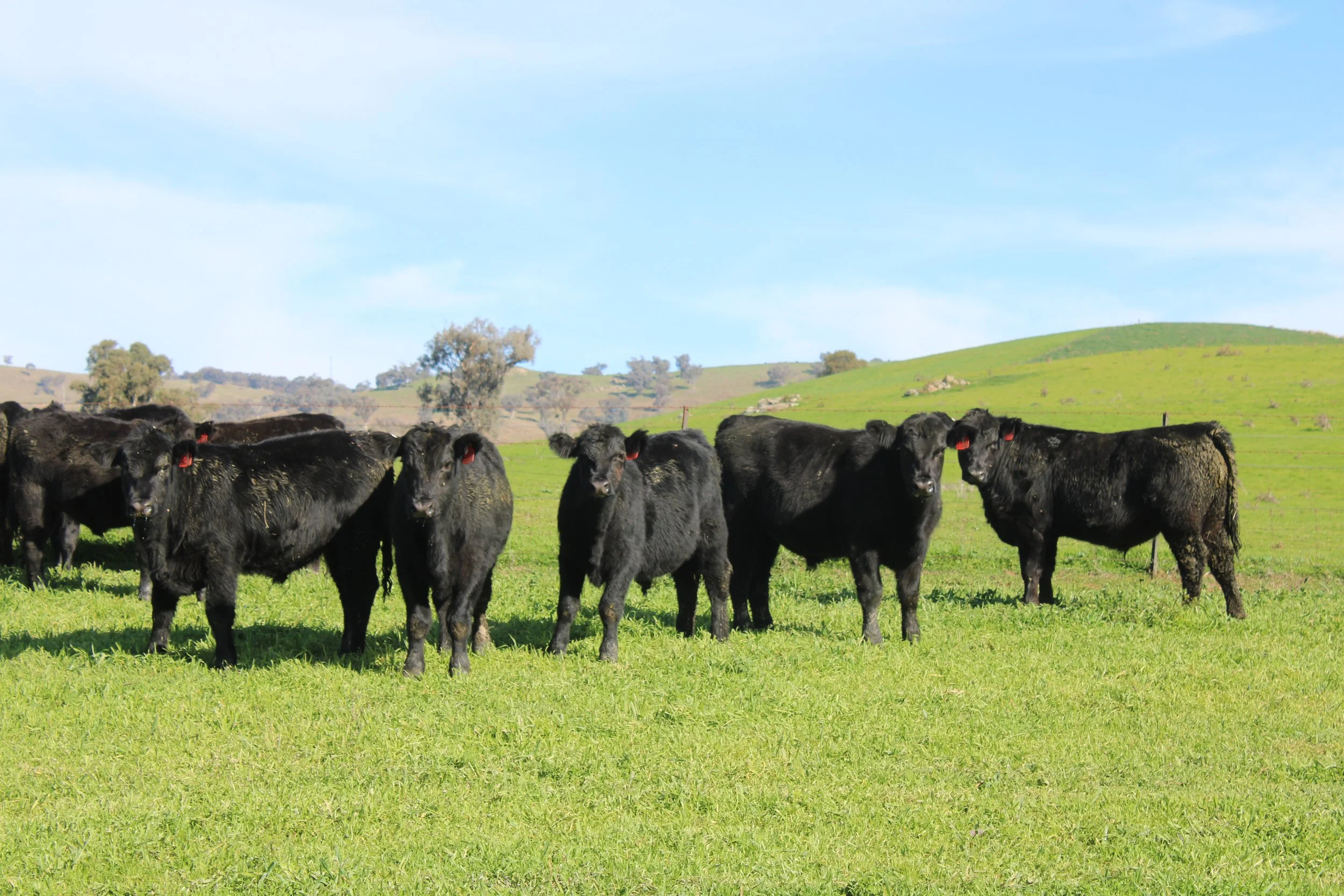 Mundarlo Angus | Cattle Stud Tarcutta NSW