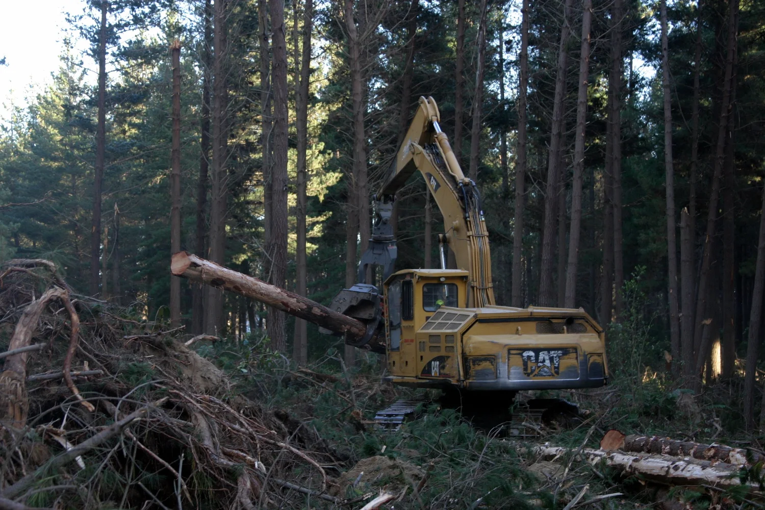 NZ Forest Managers | Forest Management Services