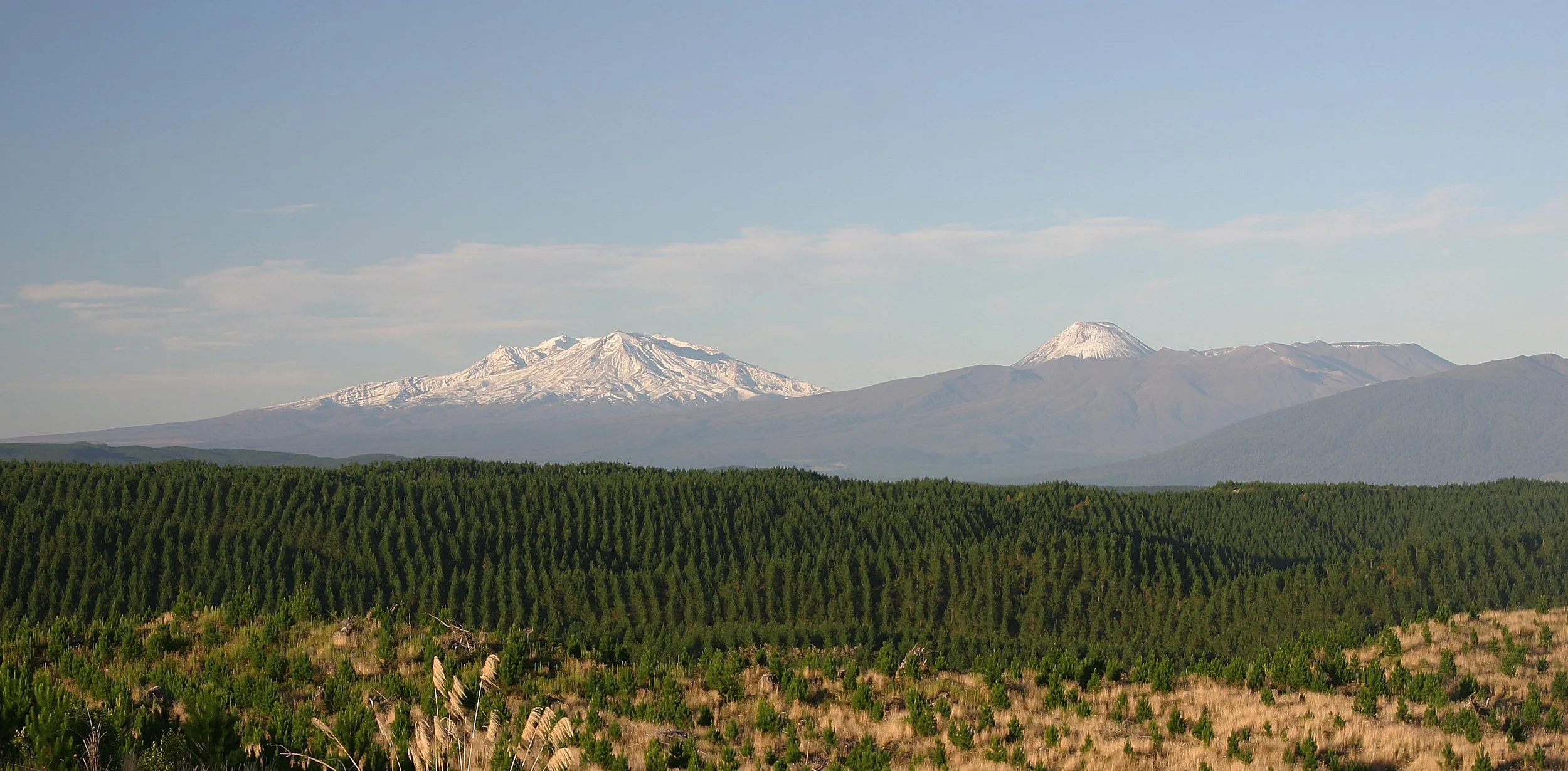 NZ Forest Managers | Forest Management Services