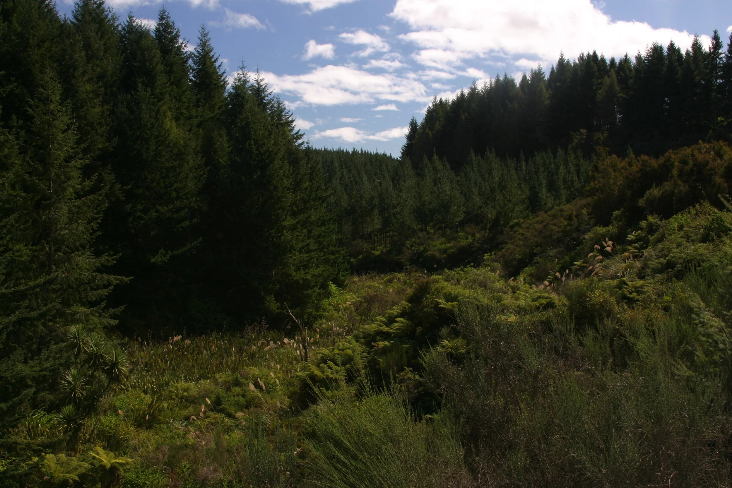 NZ Forest Managers | Forest Management Services