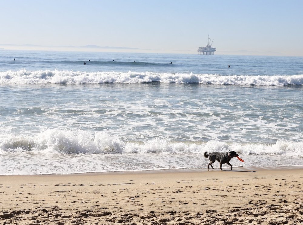 Huntington Dog Beach: What to Expect (2025) — Orange County Insiders ...