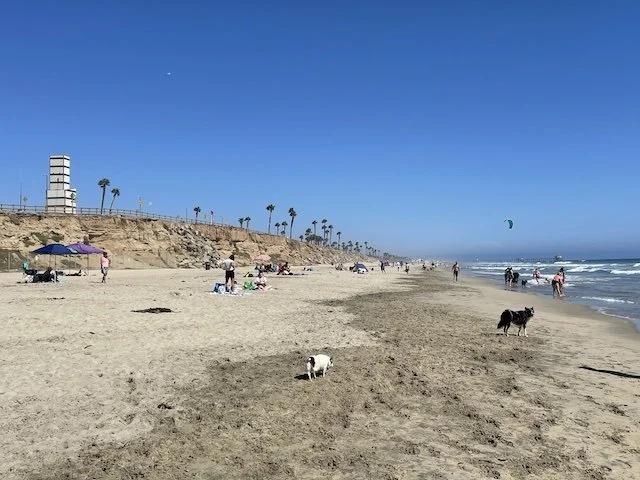 Huntington Dog Beach: What to Expect (2024) — Orange County Insiders ...