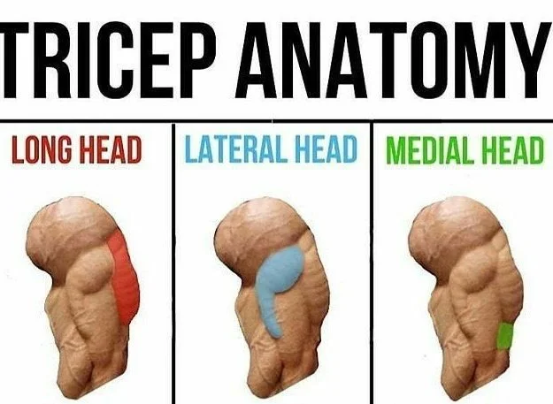 Tricep Workouts: How do you train your Triceps on a Cable Machine ...