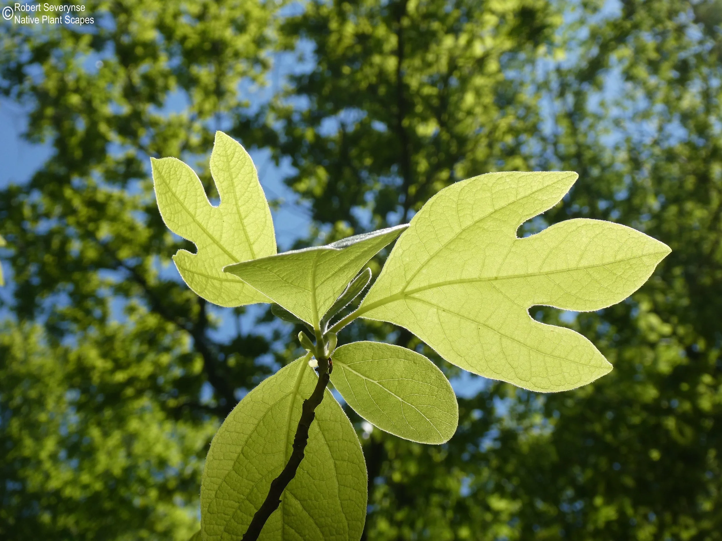 Sassafras — Native Plant Scapes