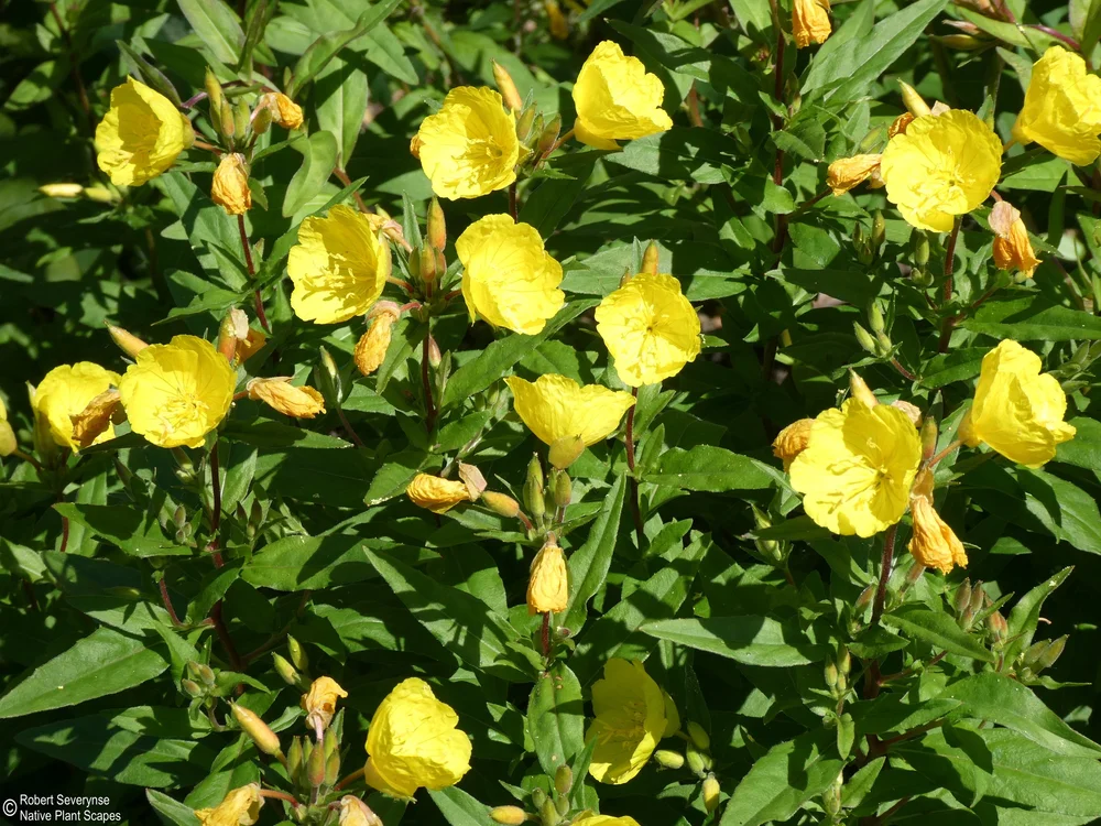 Narrow Leaved Sundrops — Native Plant Scapes