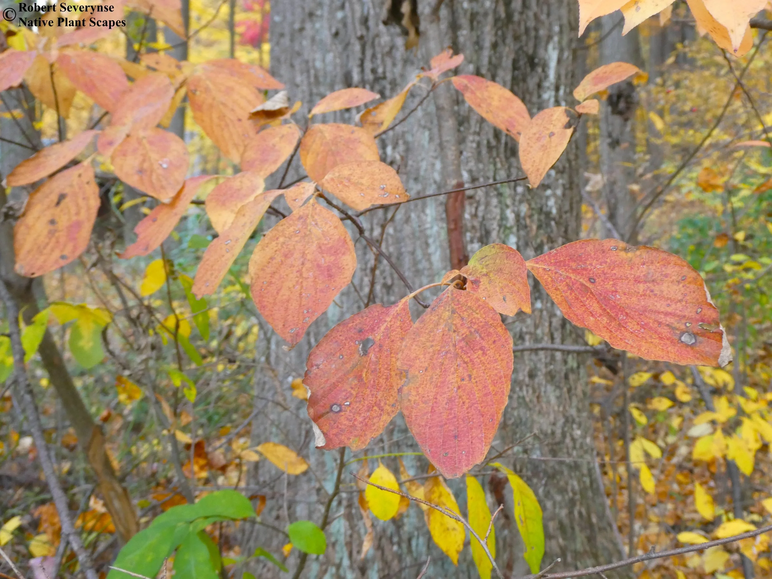 Alternate-Leaf Dogwood - Cornus alternifolia — Native Plant Scapes
