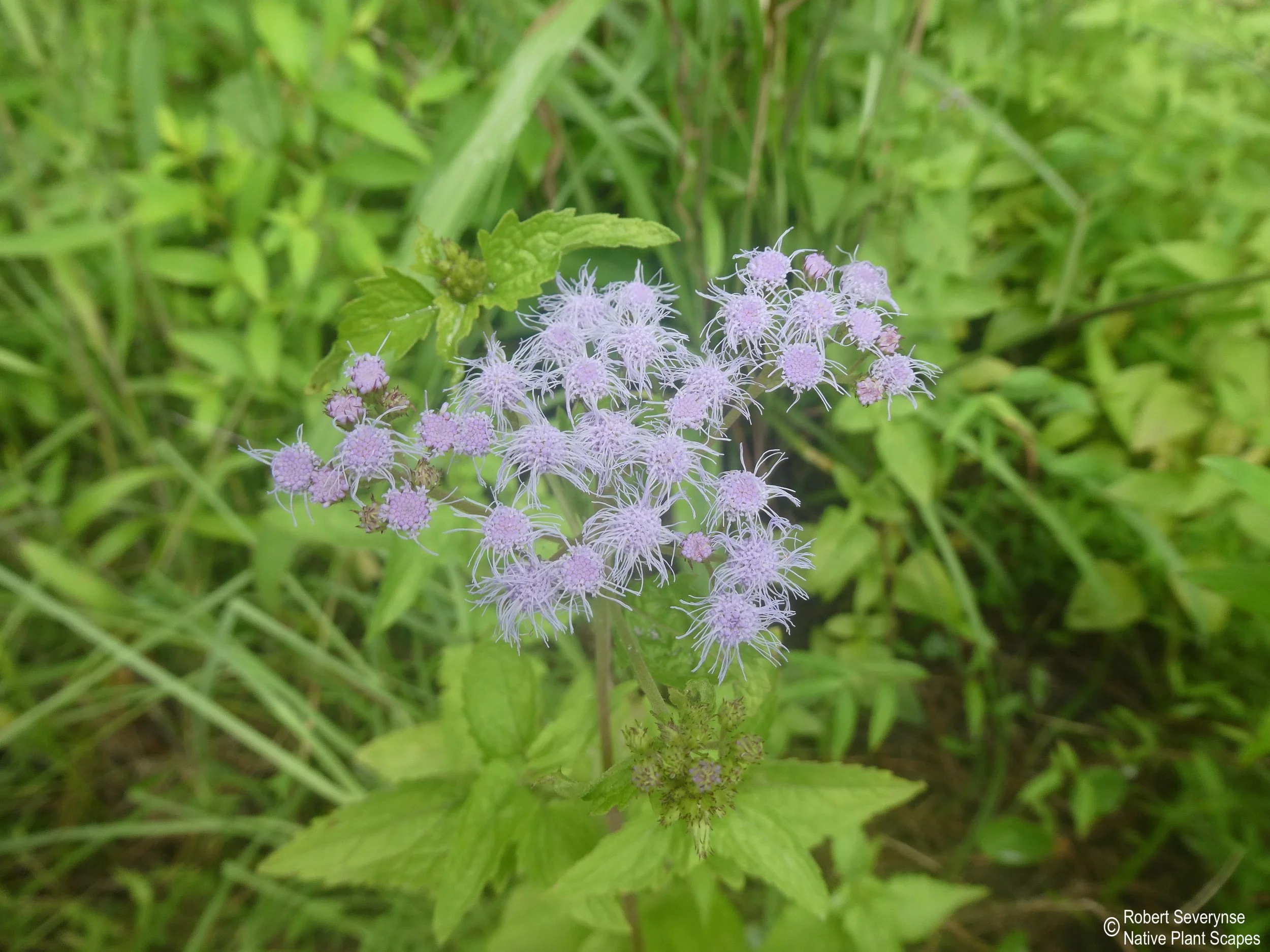 Blue Mistflower - Conoclinium coelestinum — Native Plant Scapes