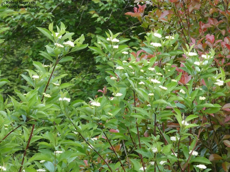 Red Osier Dogwood - Cornus sericea — Native Plant Scapes