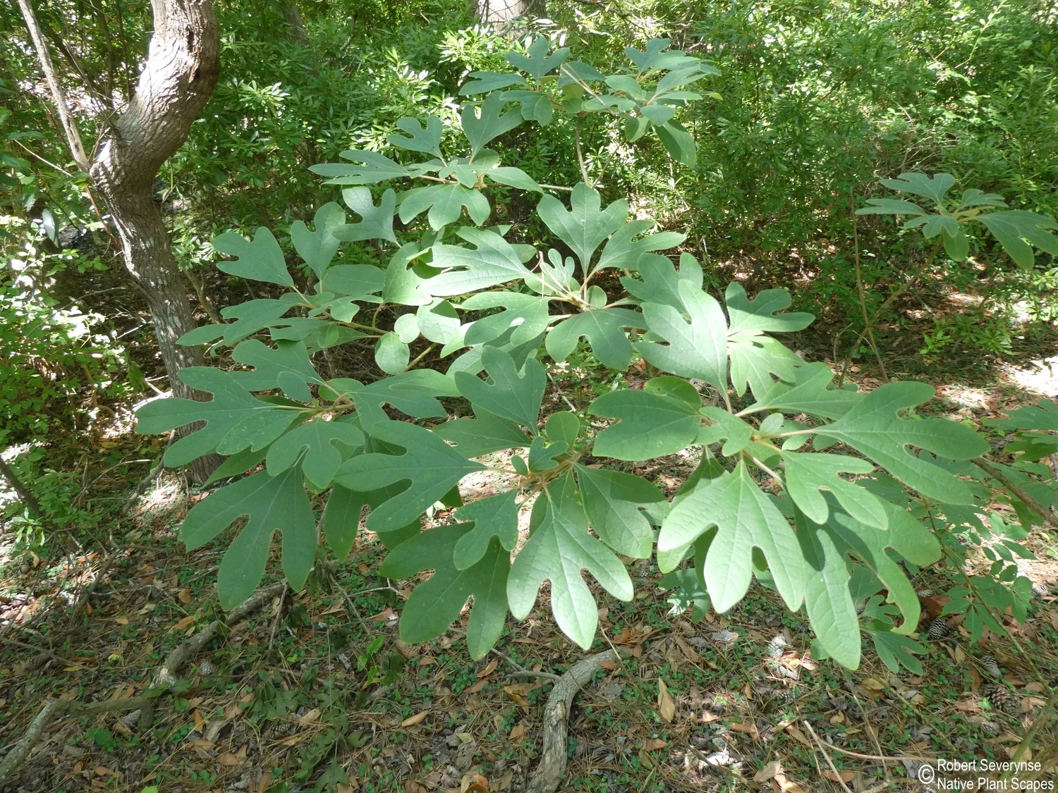Sassafras — Native Plant Scapes