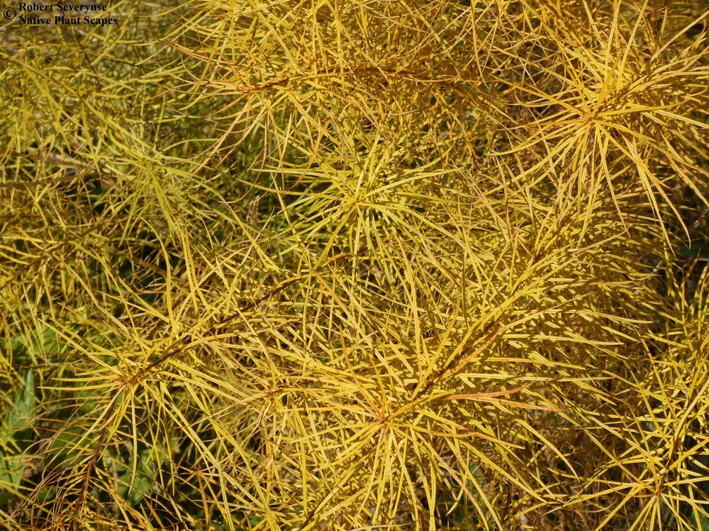 Threadleaf Bluestar — Native Plant Scapes