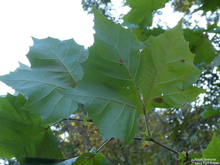 American Sycamore - Platanus occidentalis — Native Plant Scapes
