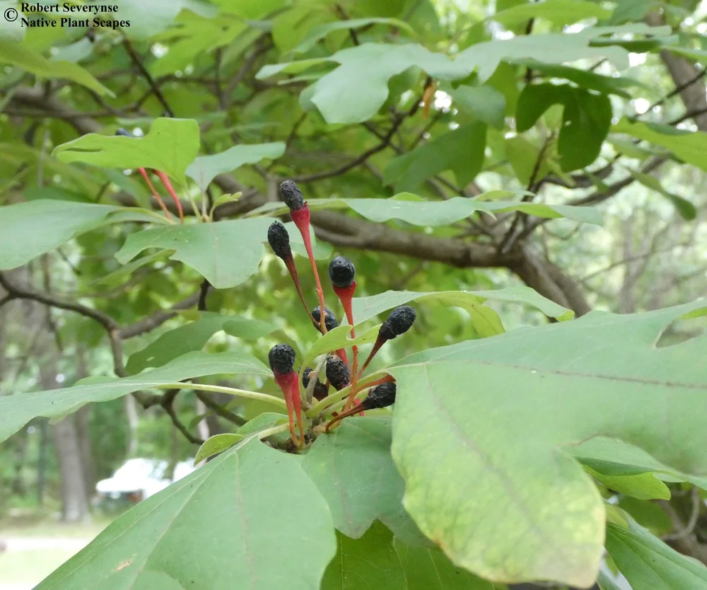 Sassafras — Native Plant Scapes