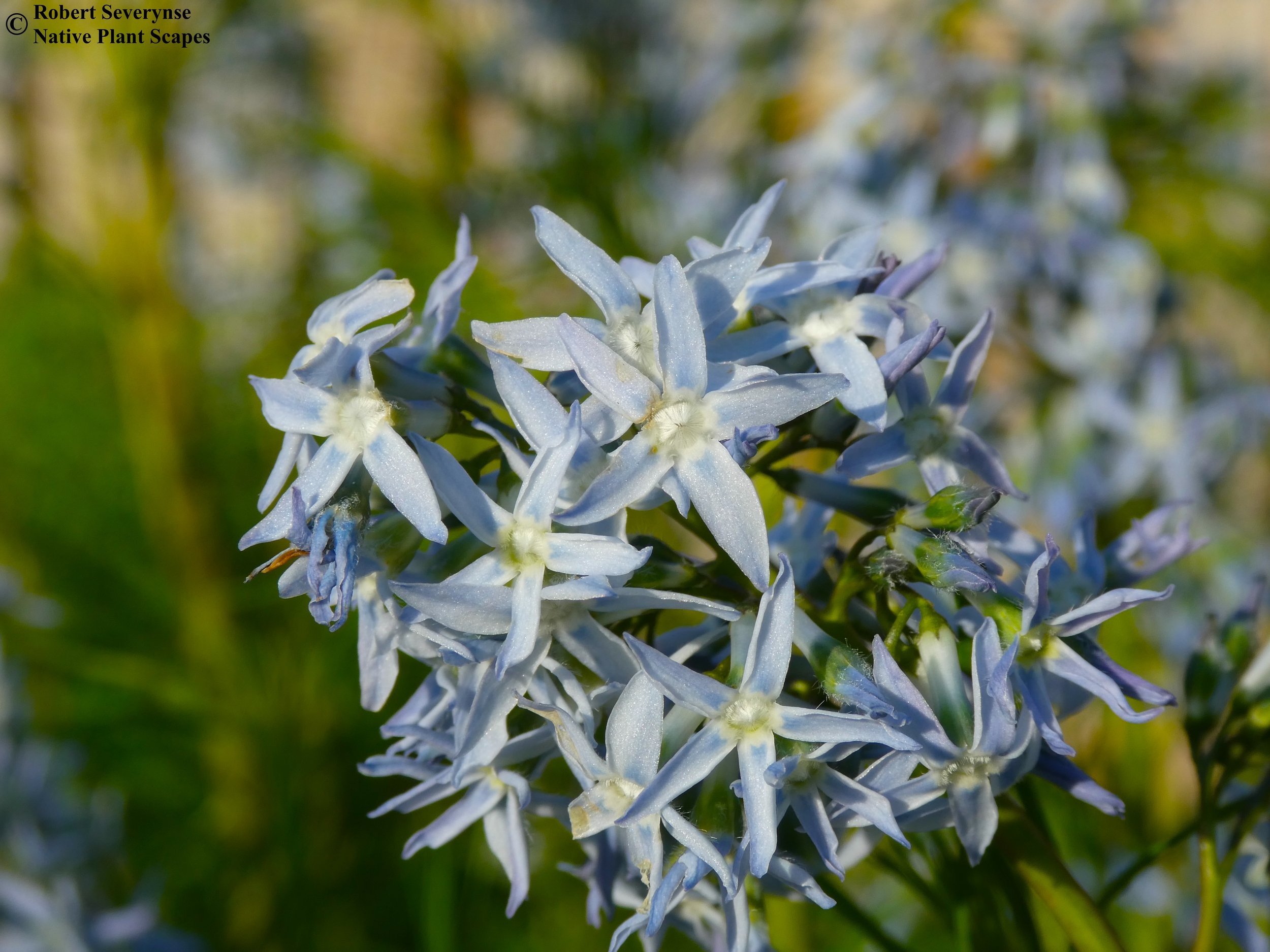 Threadleaf Bluestar — Native Plant Scapes