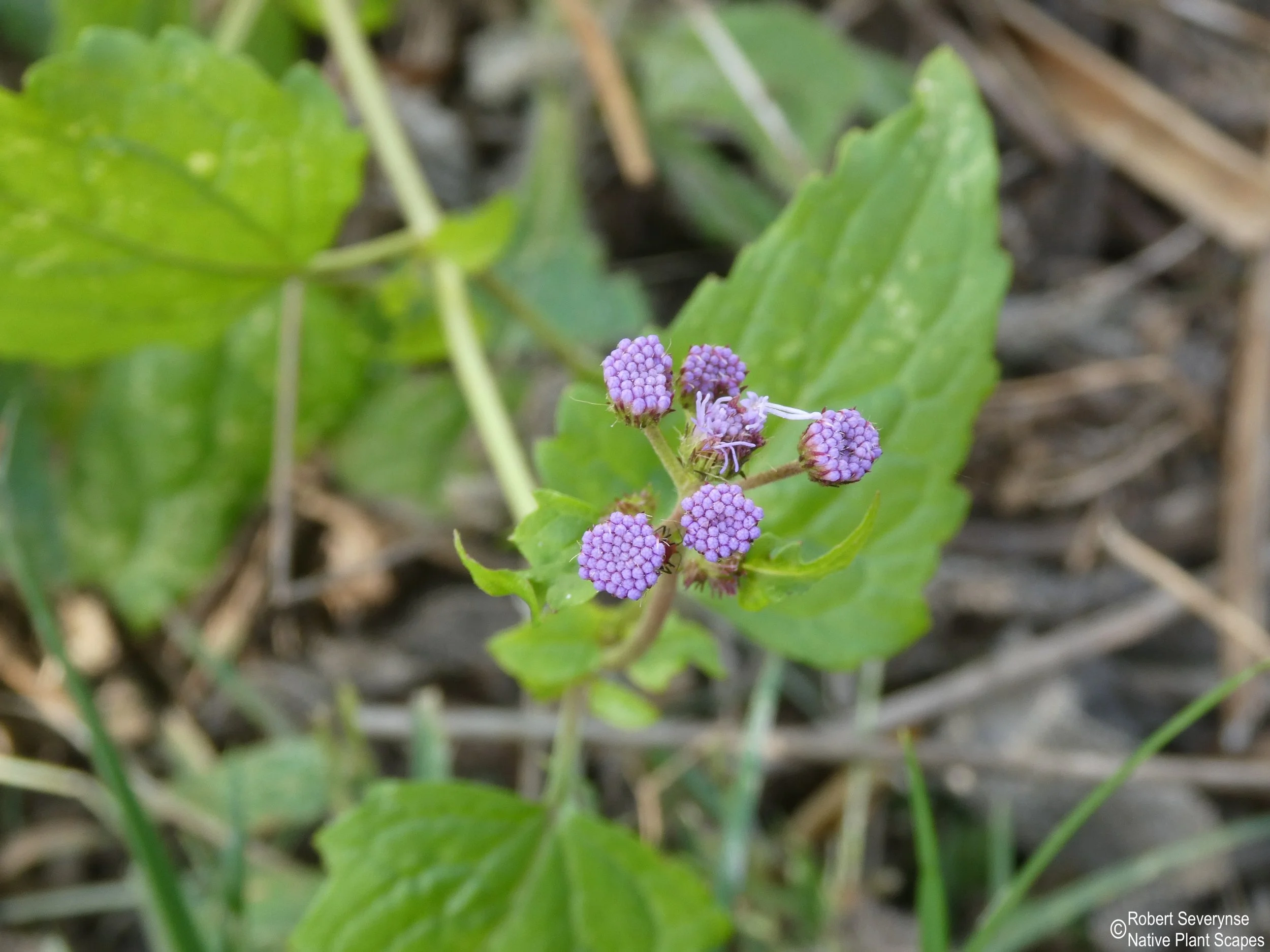 Blue Mistflower - Conoclinium coelestinum — Native Plant Scapes