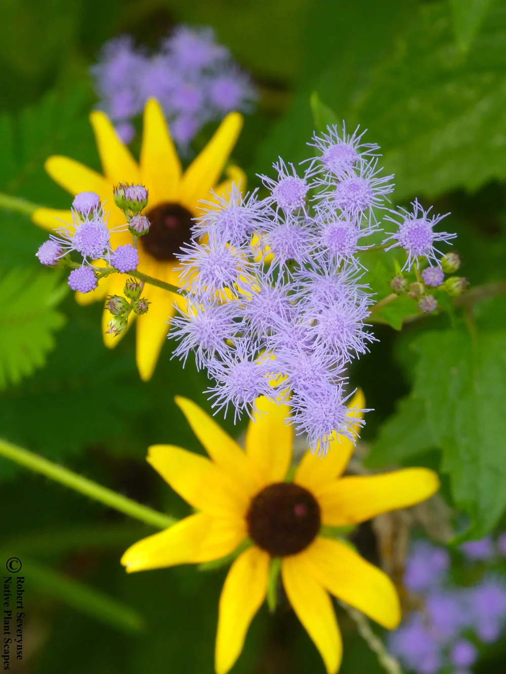 Blue Mistflower - Conoclinium coelestinum — Native Plant Scapes