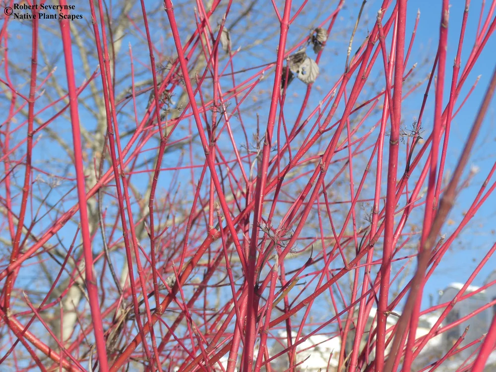 Red Osier Dogwood - Cornus sericea — Native Plant Scapes