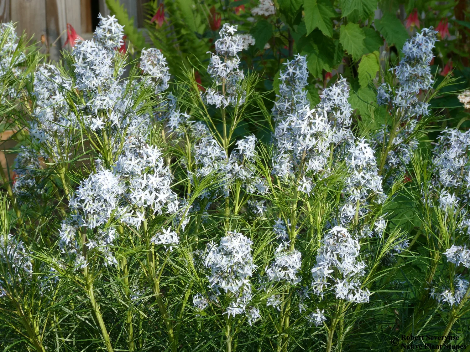 Threadleaf Bluestar — Native Plant Scapes