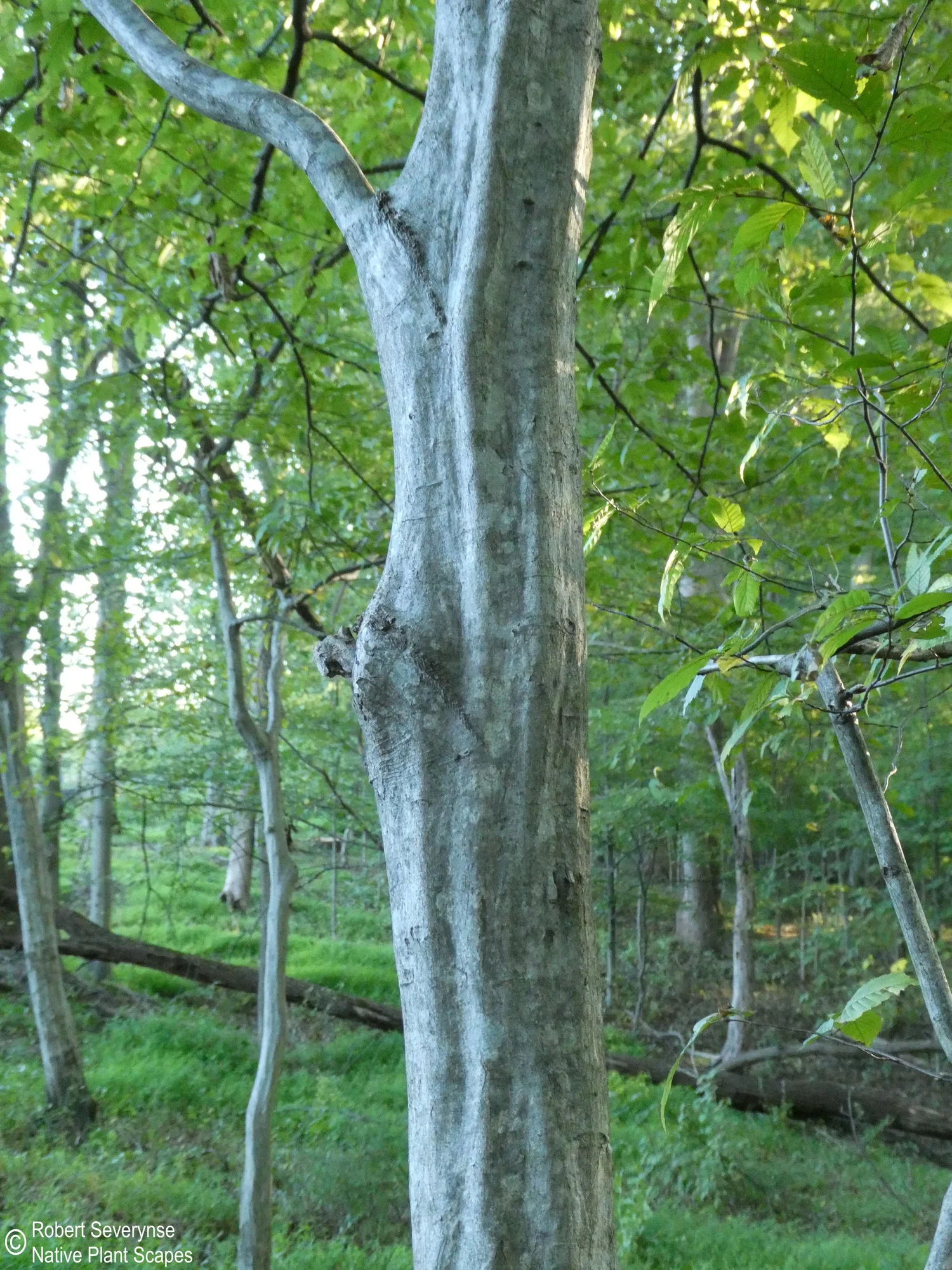 American Hornbeam - Carpinus caroliniana — Native Plant Scapes