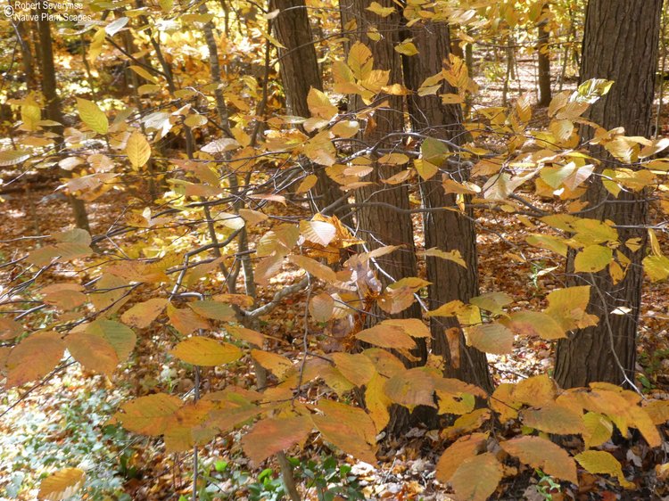 American Hornbeam - Carpinus caroliniana — Native Plant Scapes