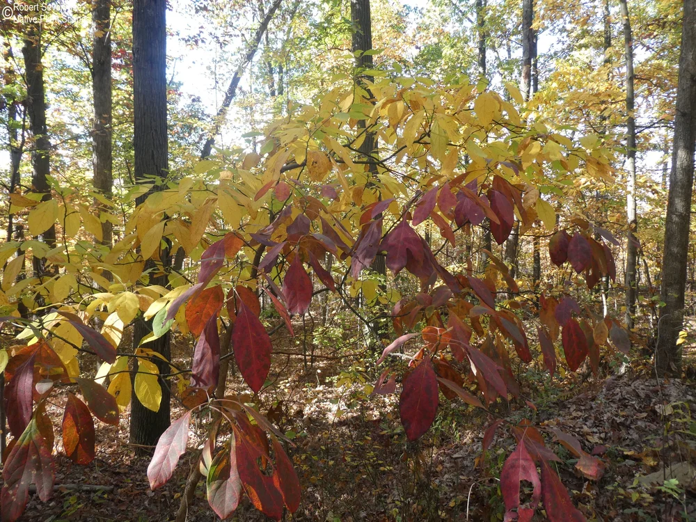 Sassafras — Native Plant Scapes