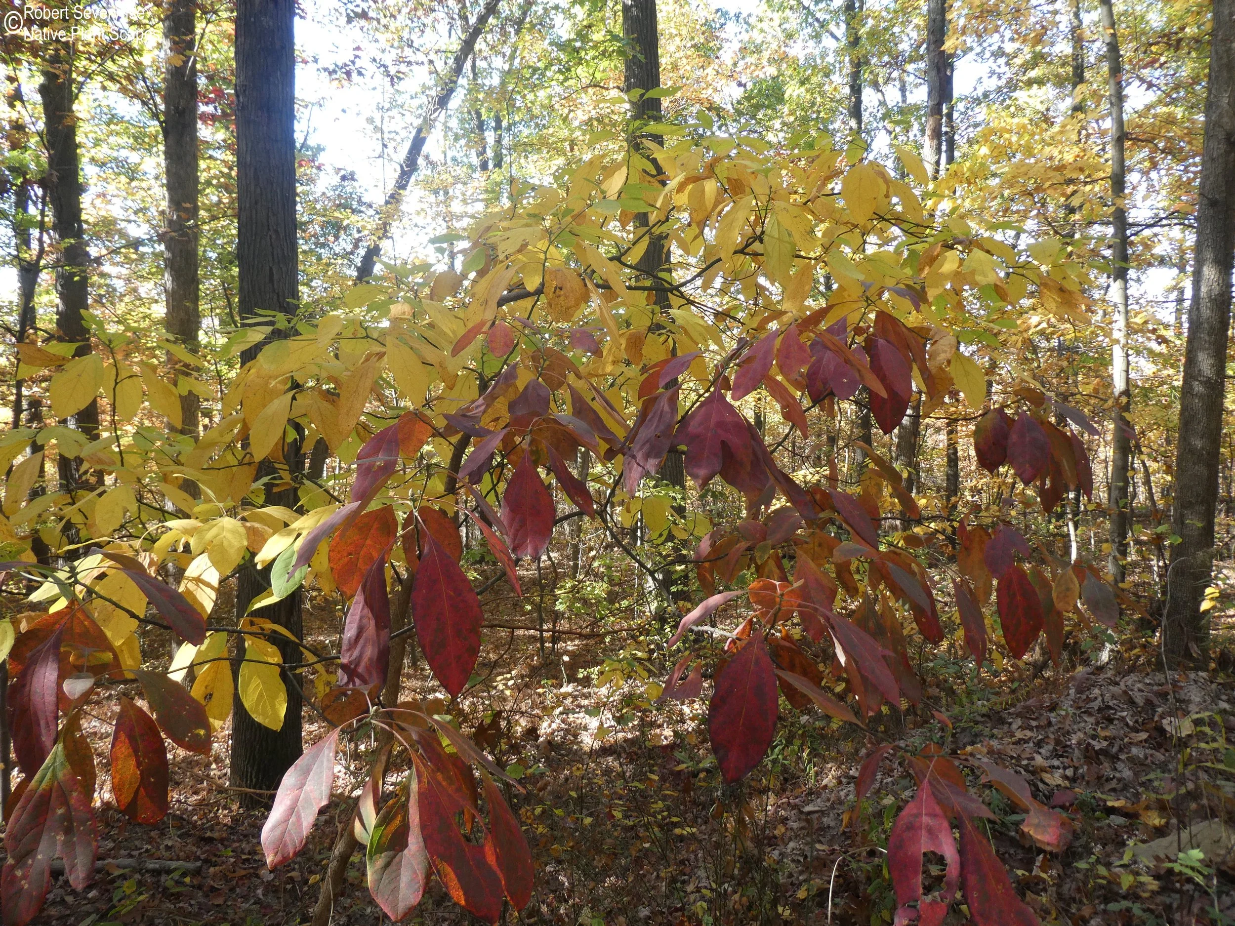 Sassafras — Native Plant Scapes