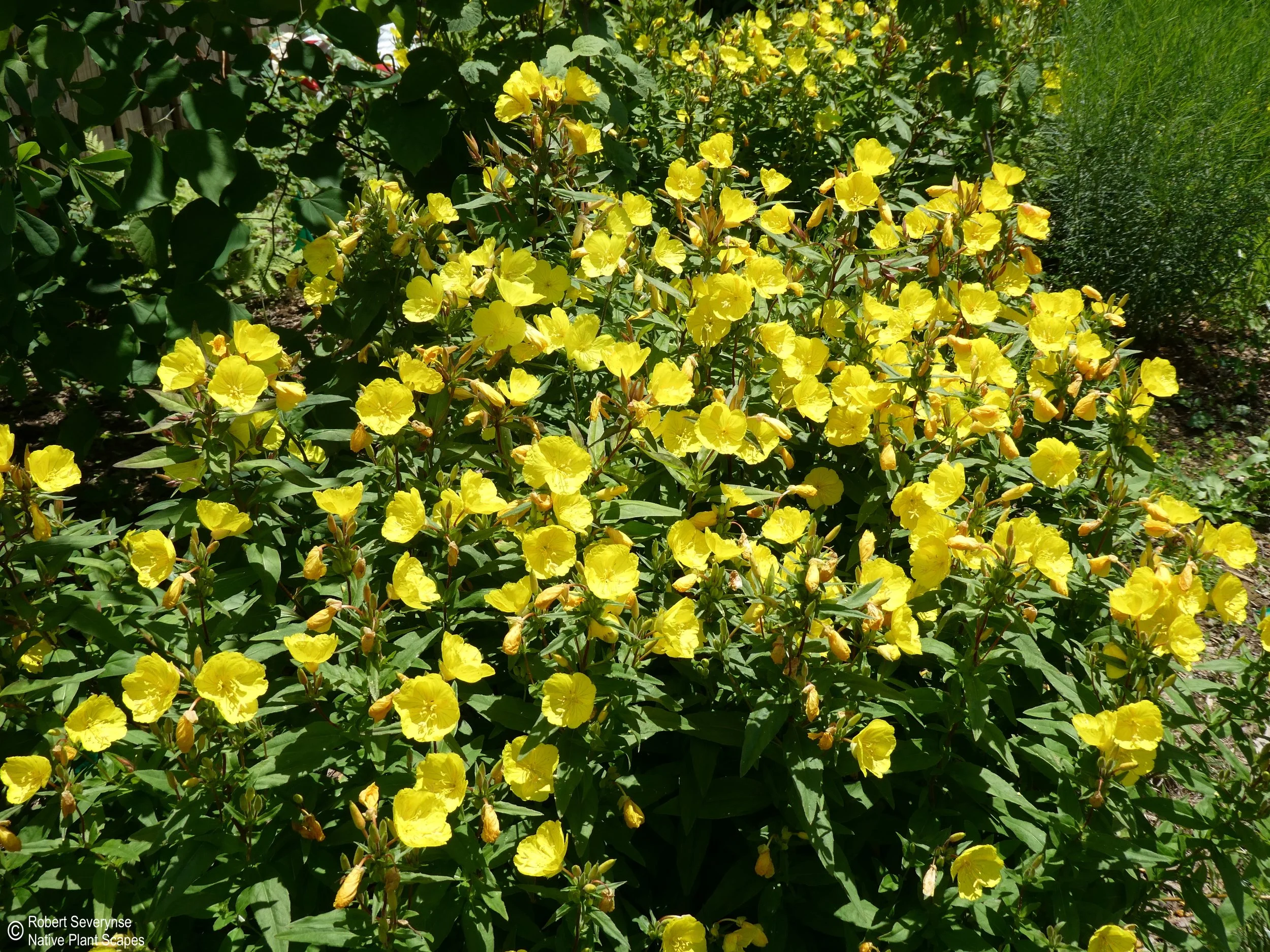 Narrow Leaved Sundrops — Native Plant Scapes