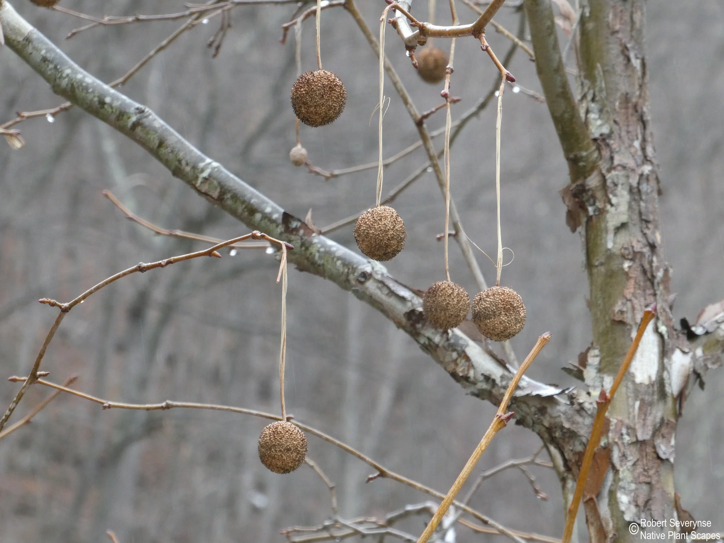 American Sycamore - Platanus occidentalis — Native Plant Scapes