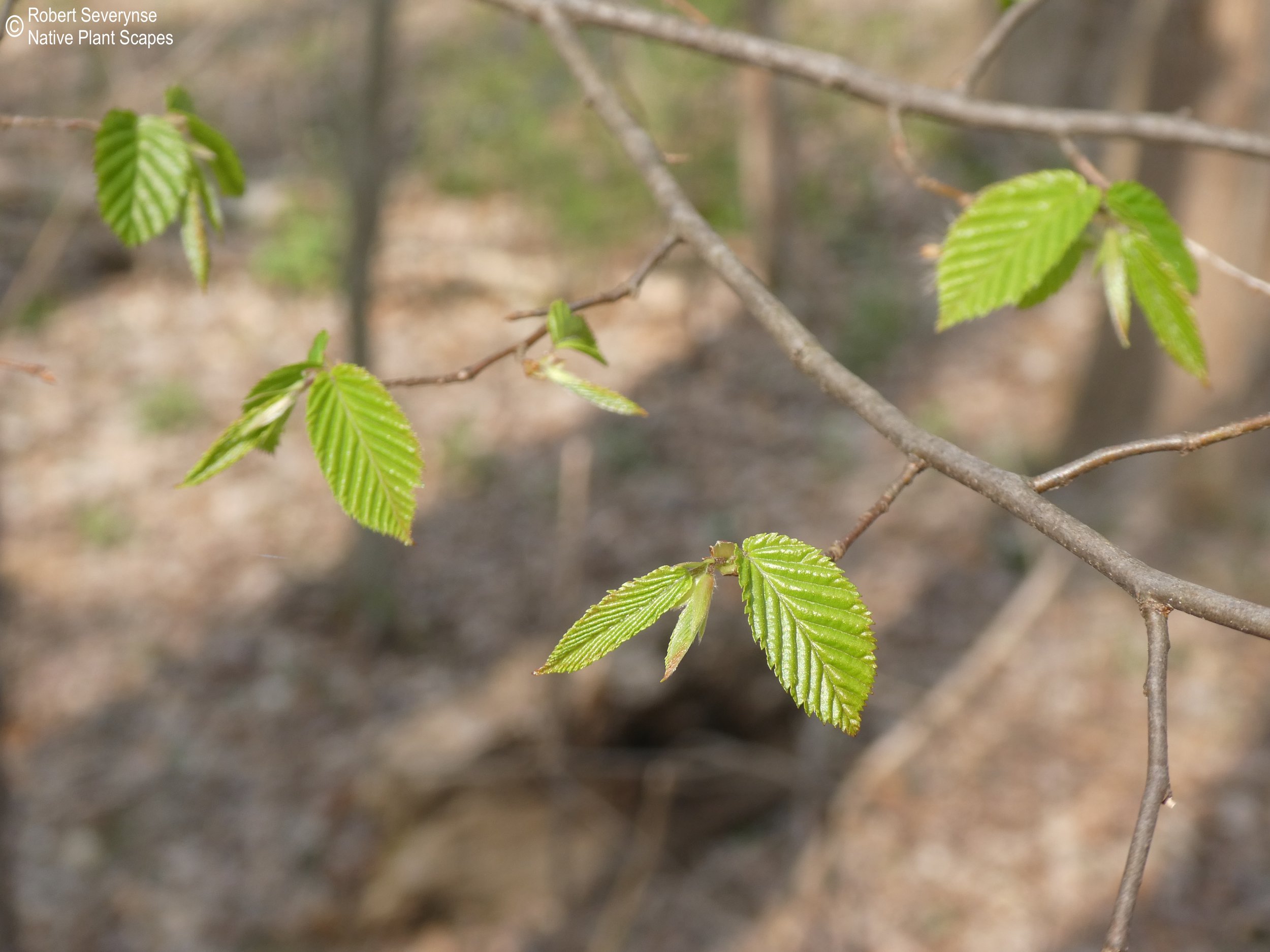 American Hornbeam - Carpinus caroliniana — Native Plant Scapes