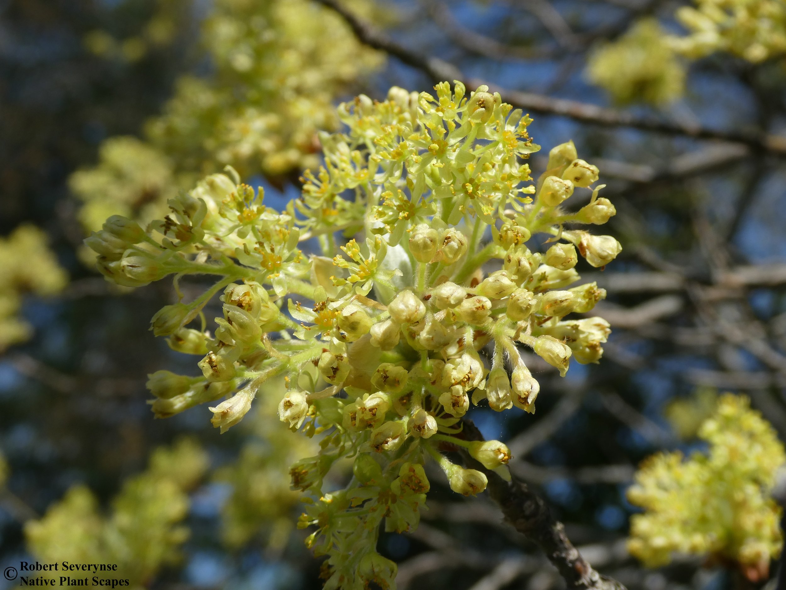 Sassafras — Native Plant Scapes