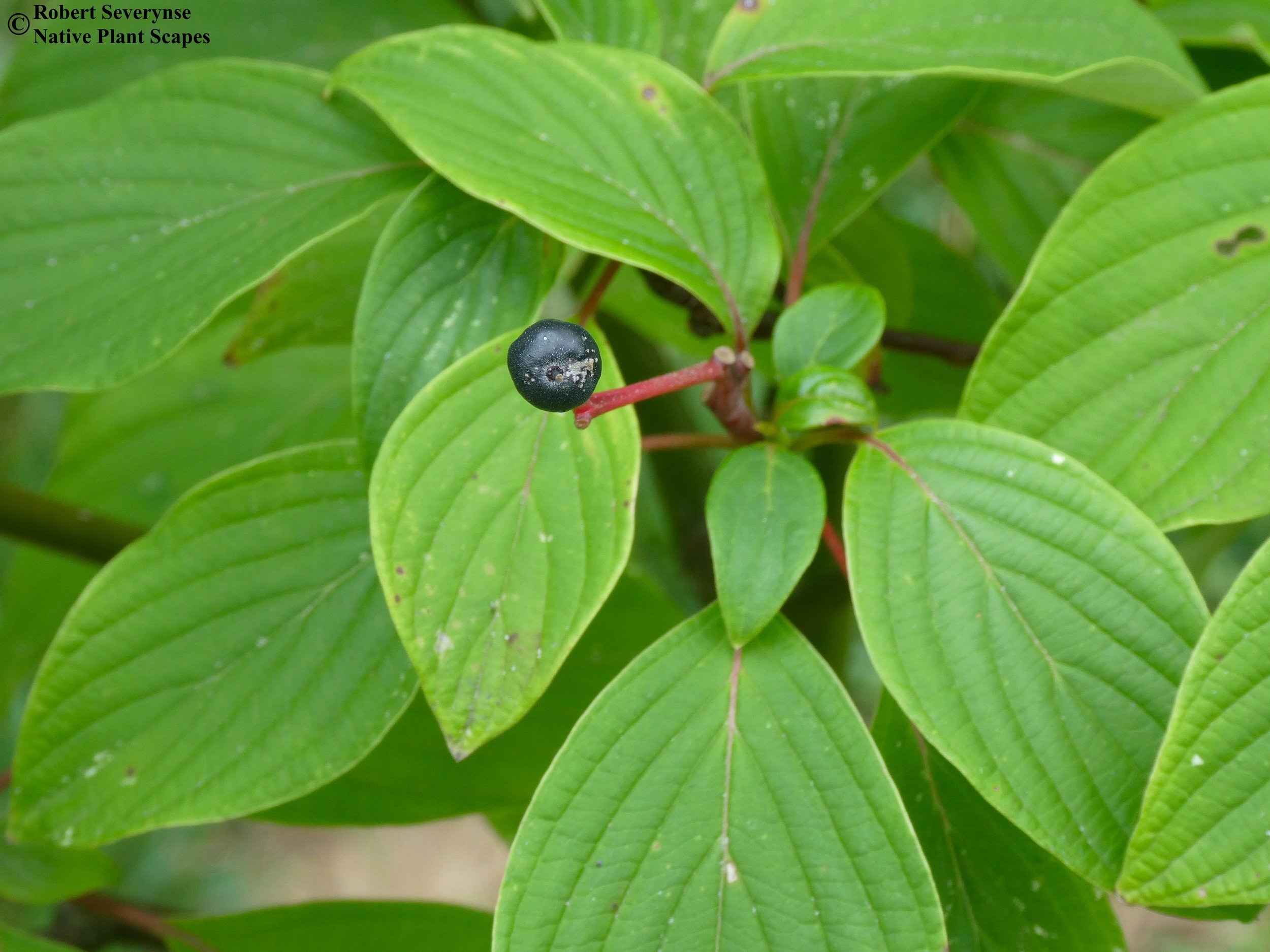 Alternate-Leaf Dogwood - Cornus alternifolia — Native Plant Scapes