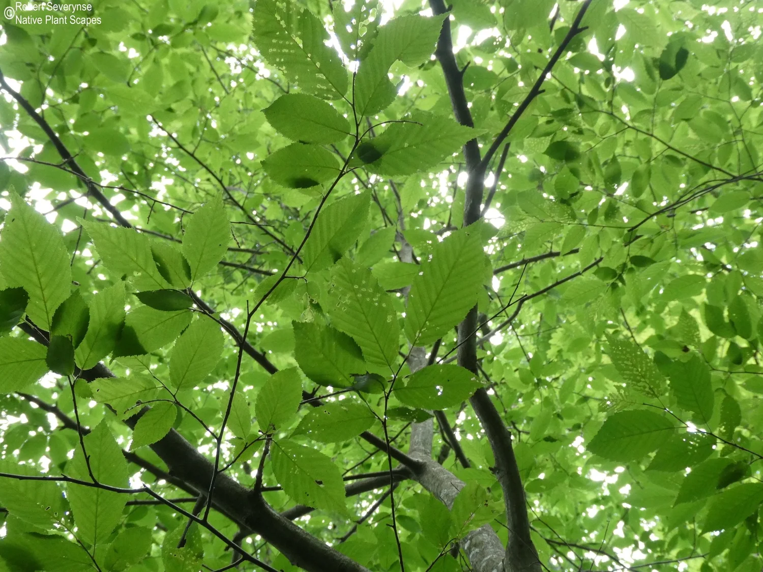 American Hornbeam - Carpinus caroliniana — Native Plant Scapes