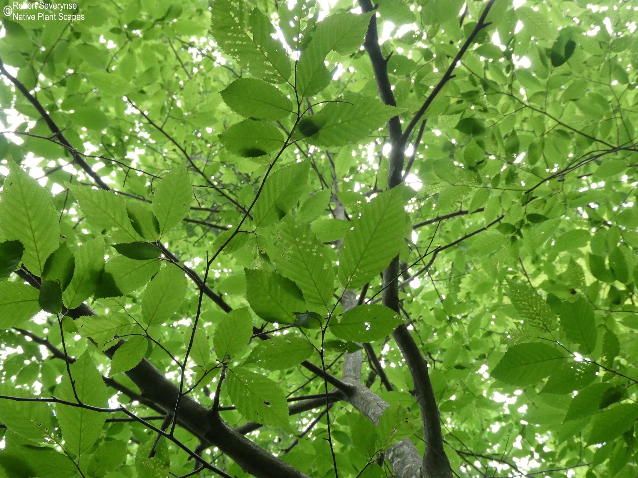 American Hornbeam - Carpinus caroliniana — Native Plant Scapes