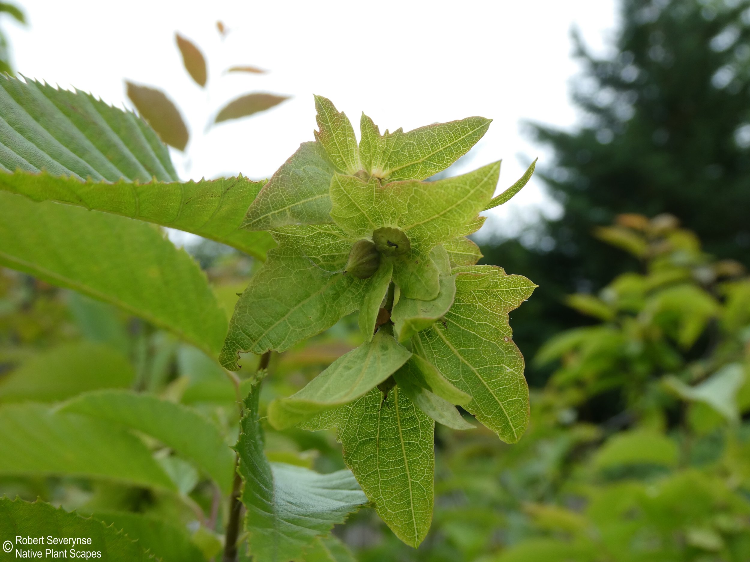 American Hornbeam - Carpinus caroliniana — Native Plant Scapes