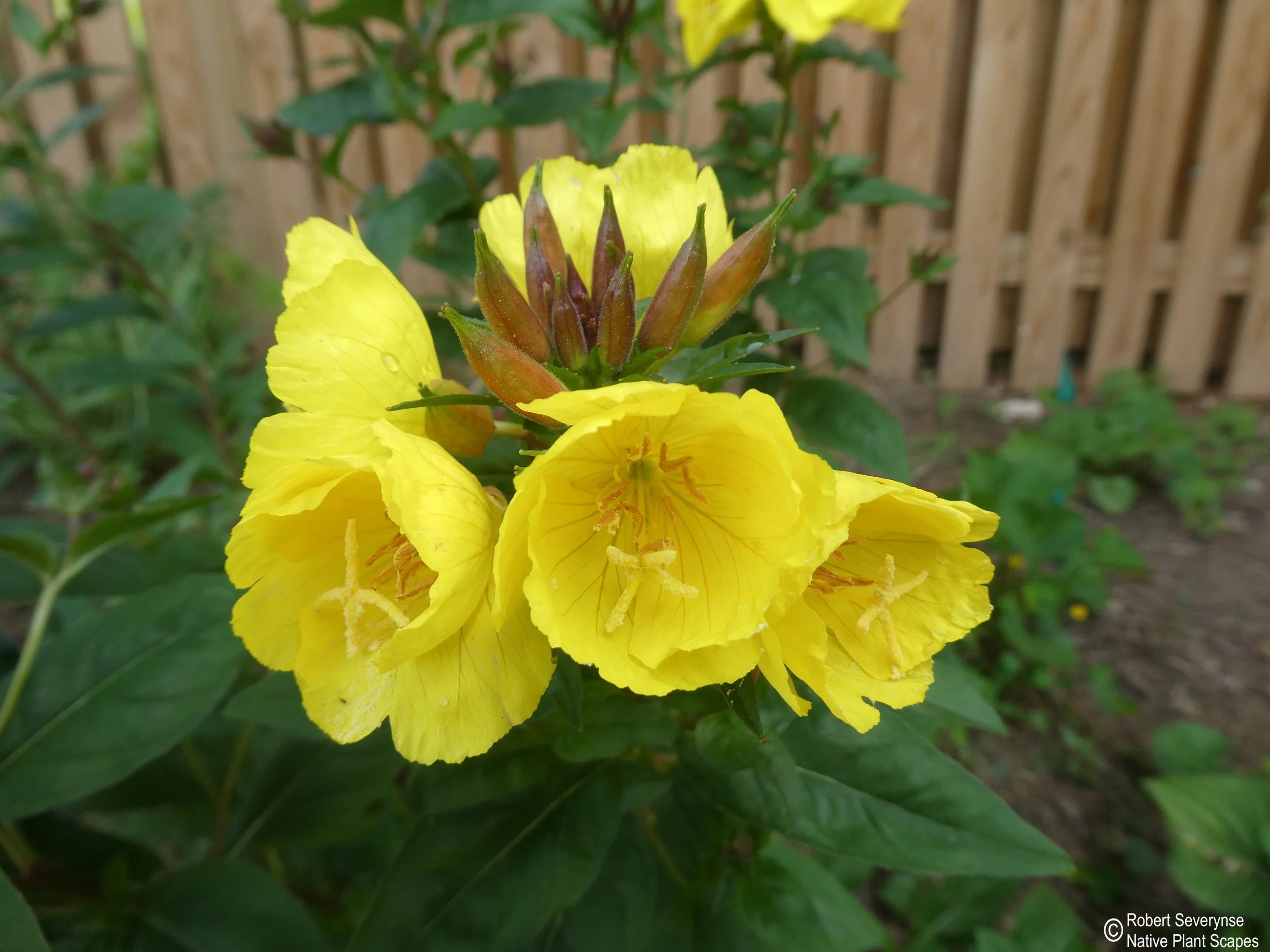 Narrow Leaved Sundrops — Native Plant Scapes